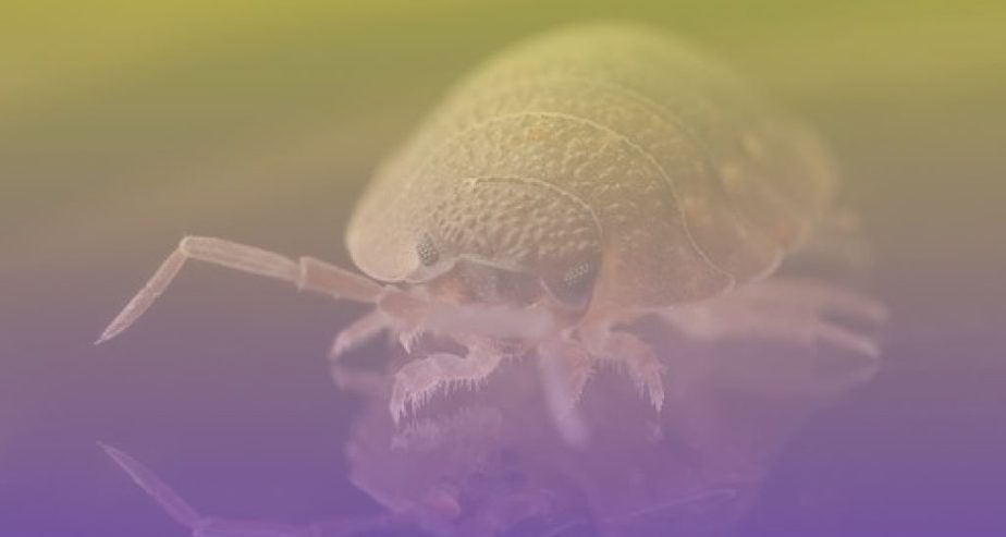 What Do Bed Bugs On A Mattress Look Like | Explained